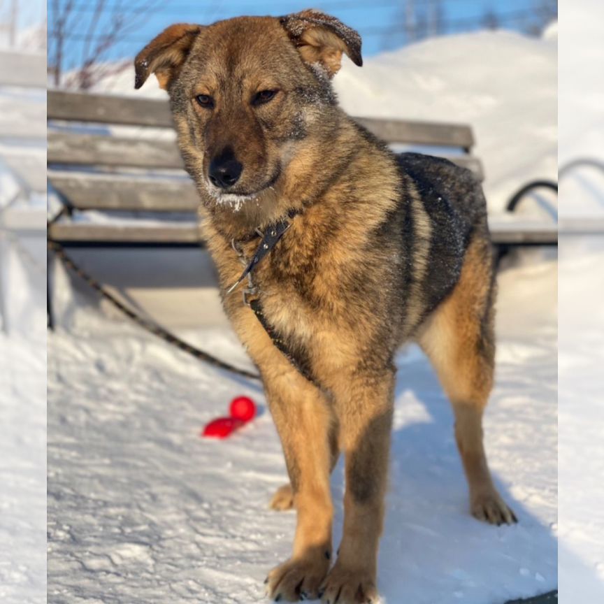 Щенок в добрые руки