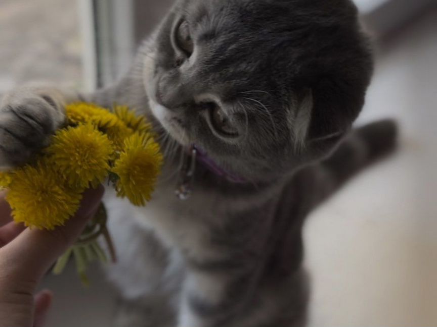 Шотландская кошка вязка
