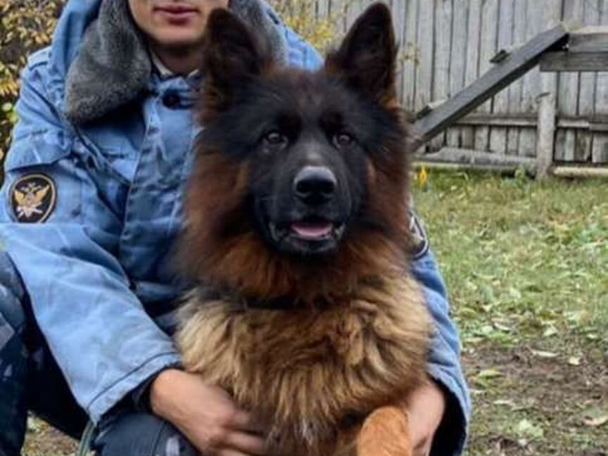 Щенки немецкой овчарки