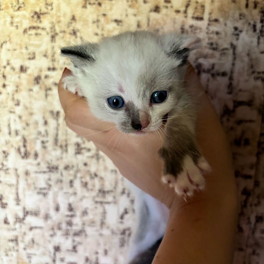 Сиамские котята