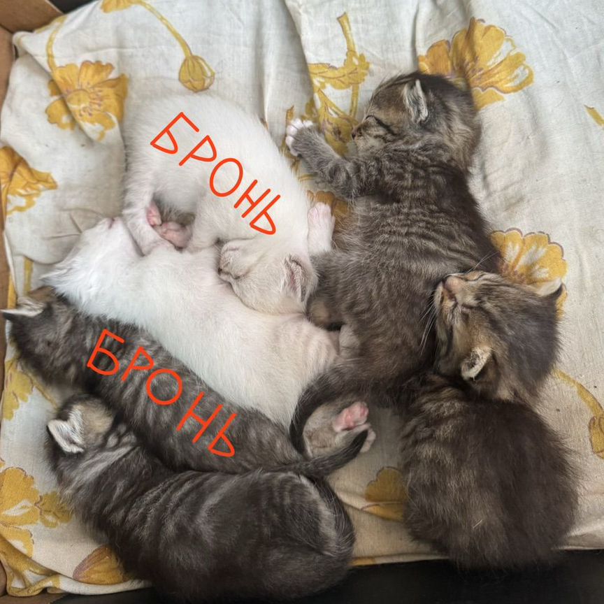 Котёнок в добрые руки