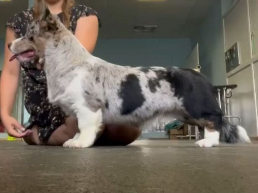 Щенки Корги Кардиган