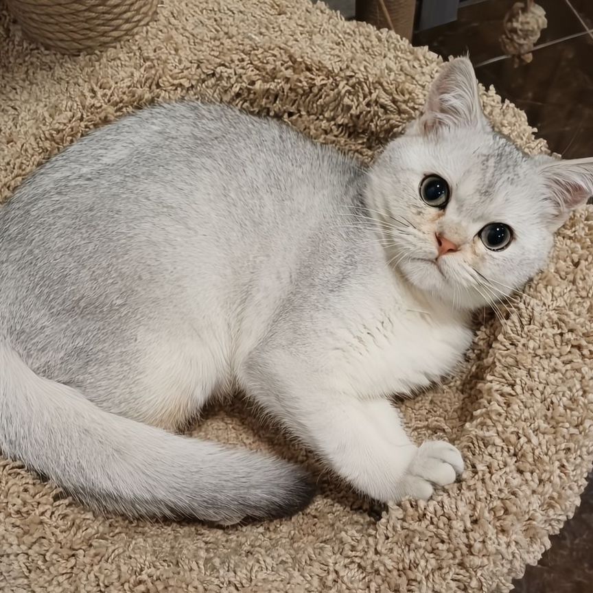 Шотландский прямоухий короткошёрстный котёнок