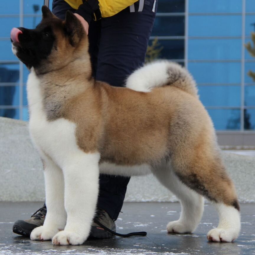 Американская акита, щенок