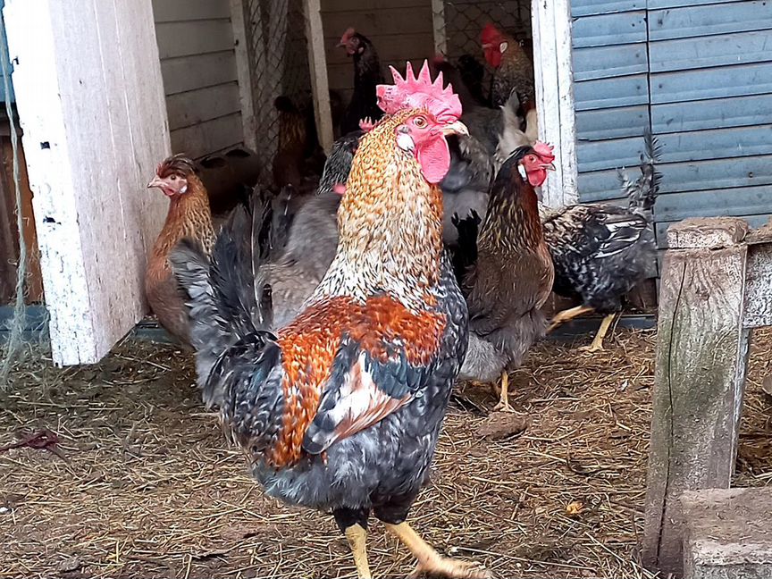 Петух легбар