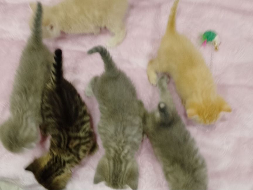 Шотландские котята