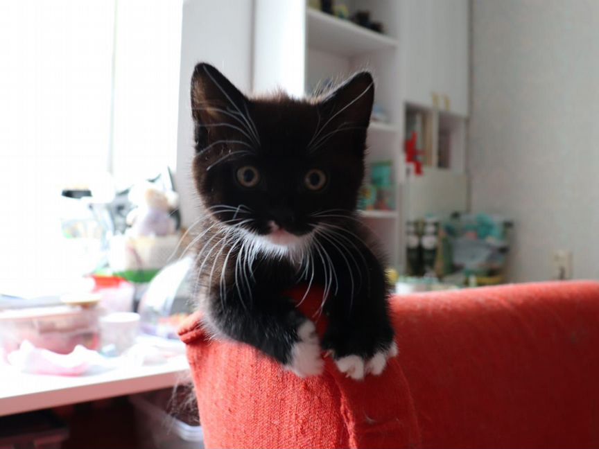 Котенок от шотландской вислоухой