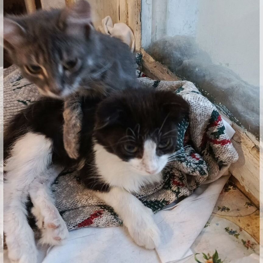 Домашние животные кошки
