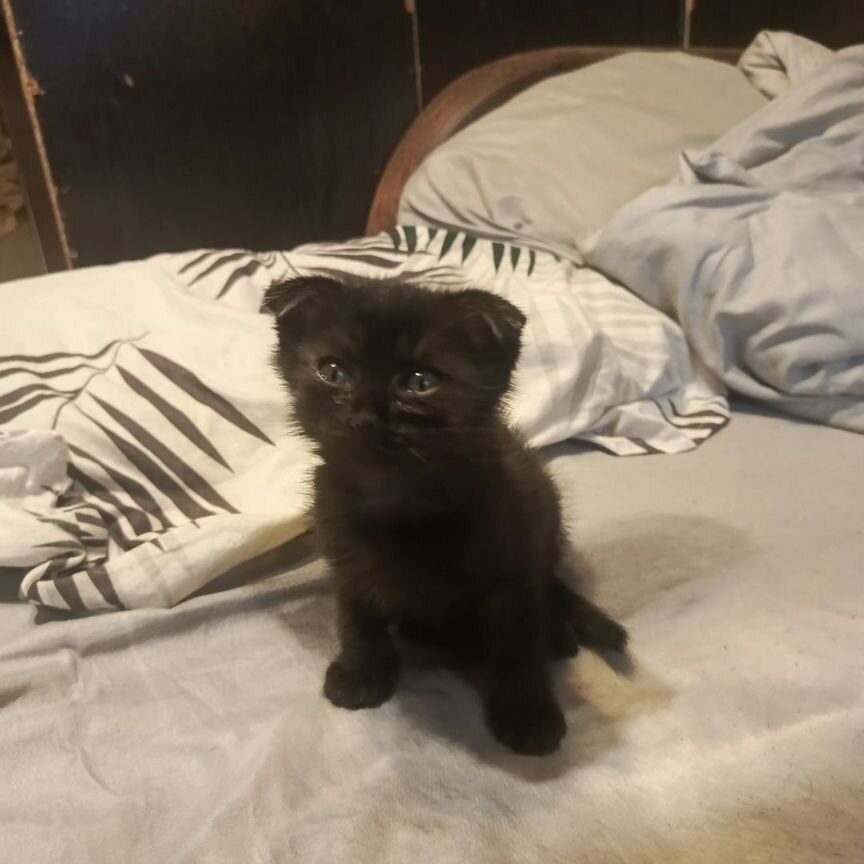 Вислоухие котята