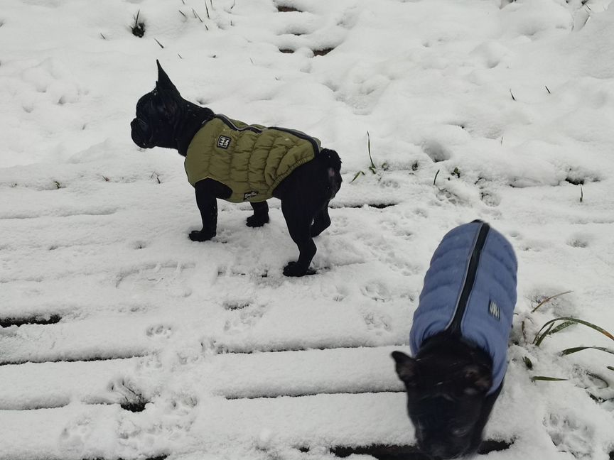 Тёплая жилетка для мелкой собаки или кошки
