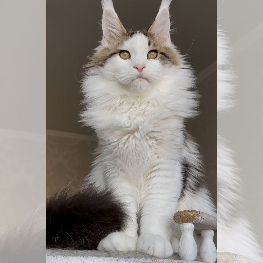 Мейн-кун котёнок