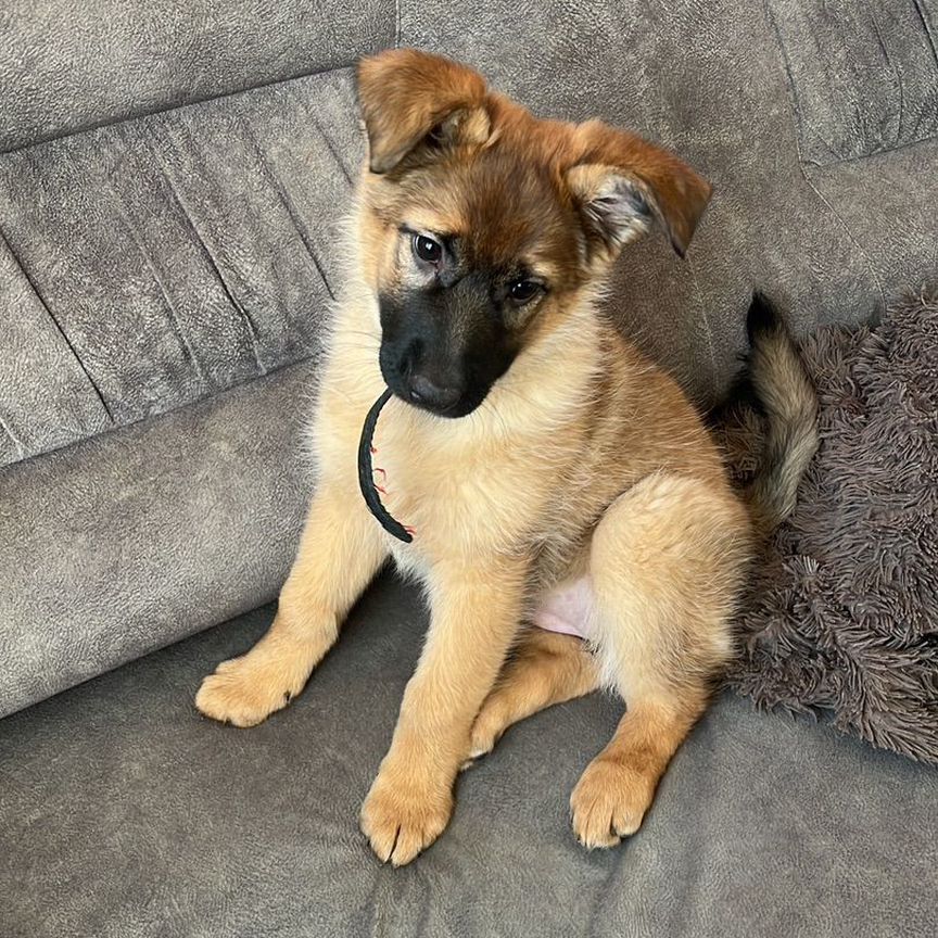 Отдам щенка в хорошие руки