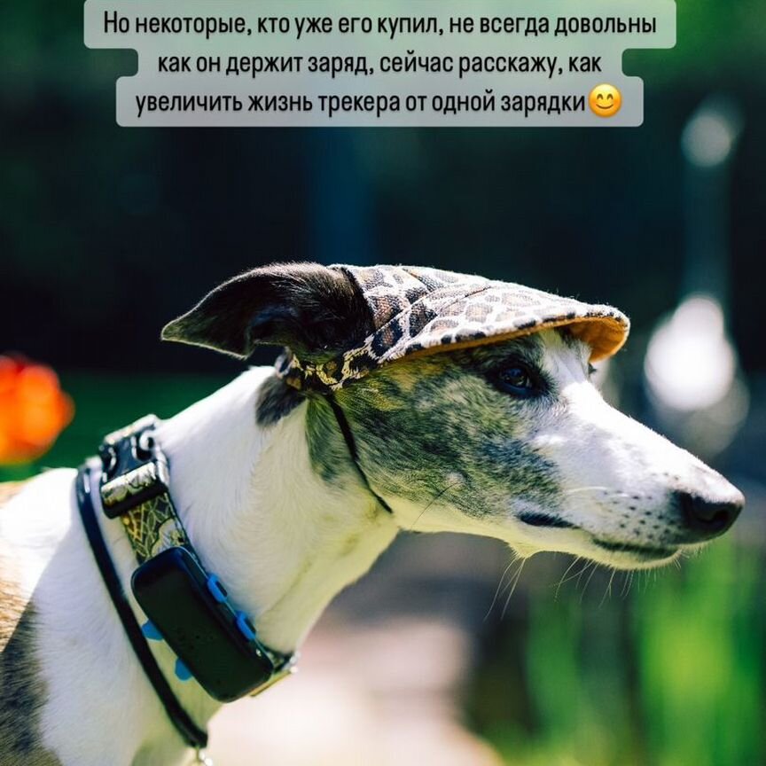 Трекер для собак Petsee