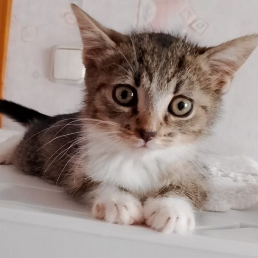 Котёнок в добрые руки