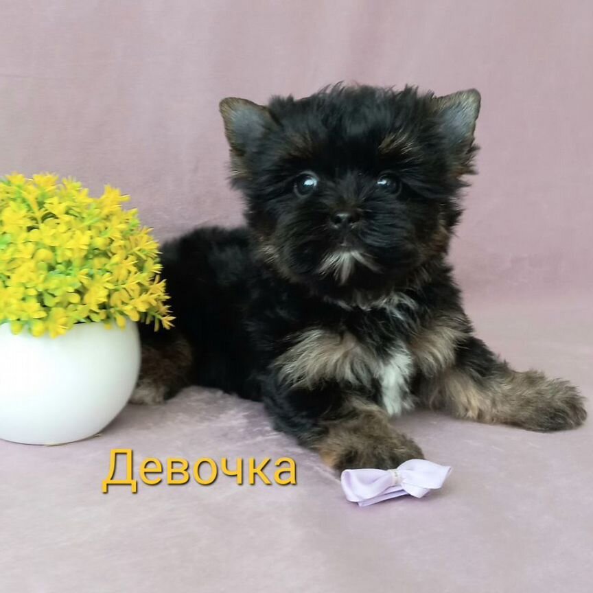 Йоркширский терьер, щенок