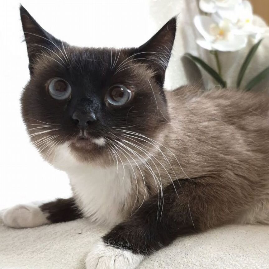 Взрослая, Девочка кошка в добрые руки