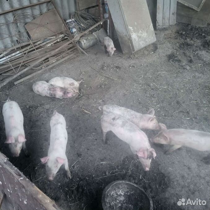 Поросята мясного направления