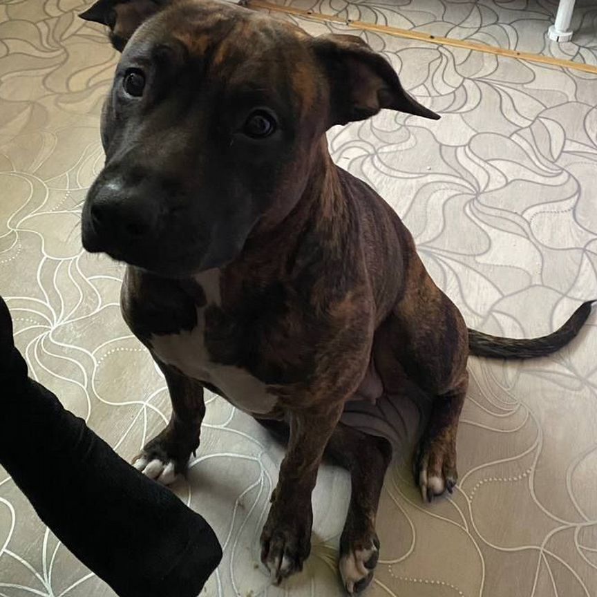 Американский стаффордширский терьер, взрослая собака