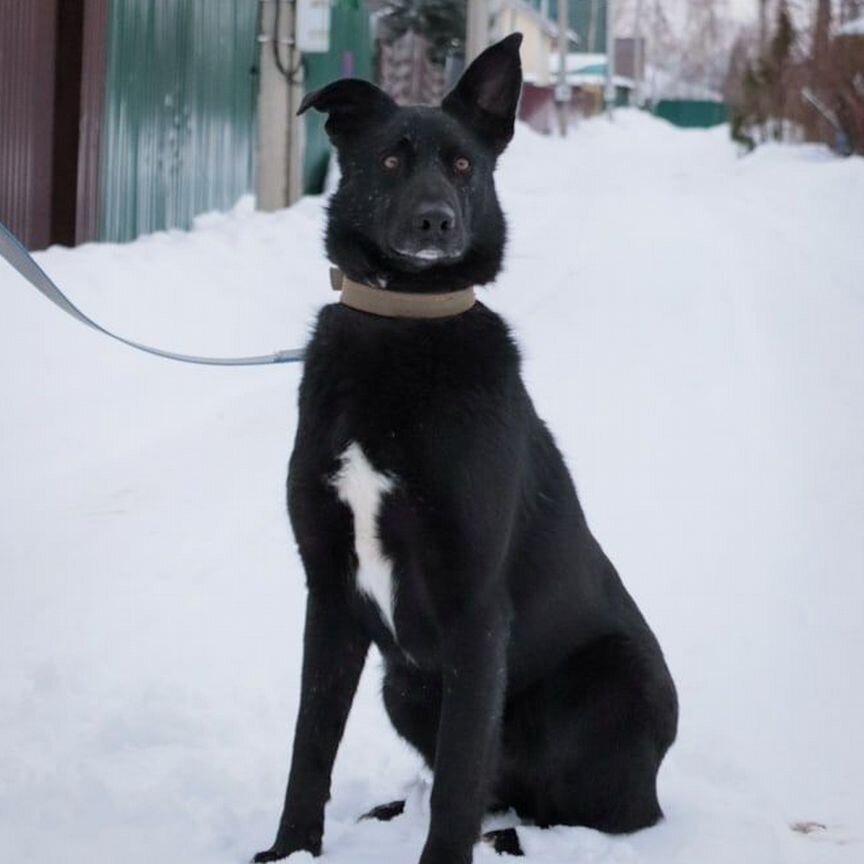 Взрослый пёс в добрые руки