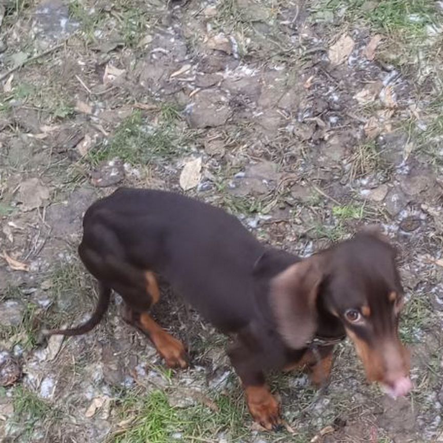 Такса, щенок