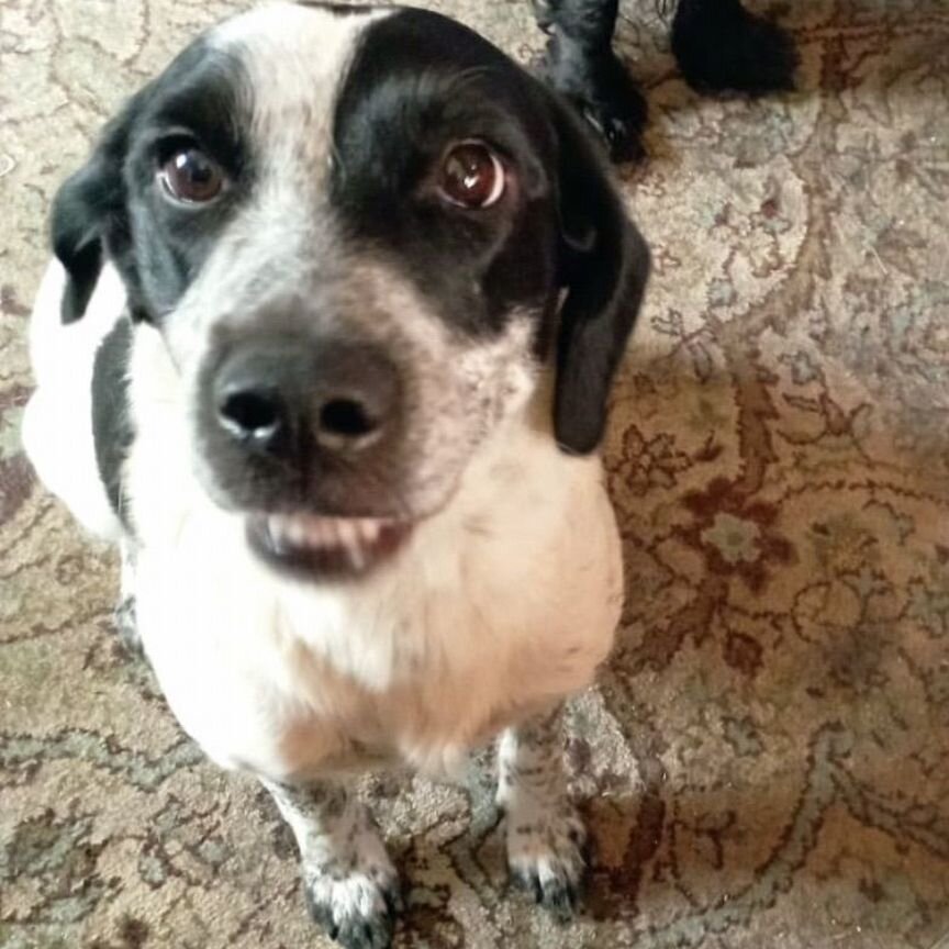 Русский охотничий спаниель