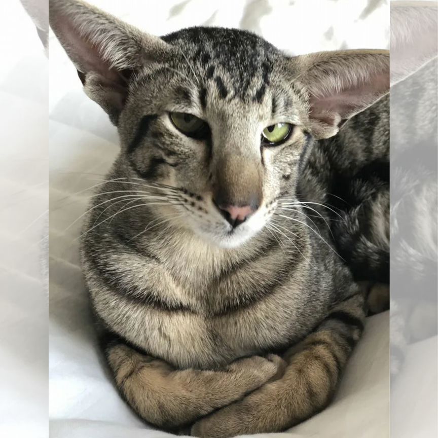 Котята ориенталы