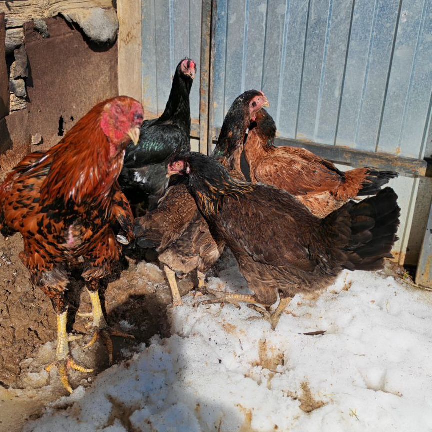 Бойцовые куры