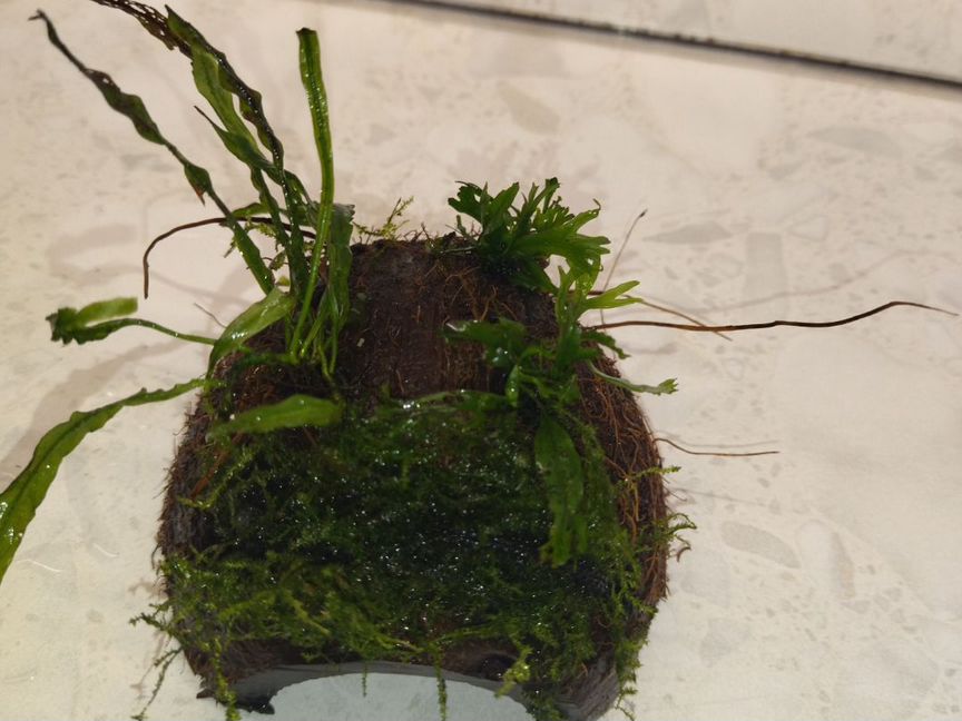 Кокос для аквариума