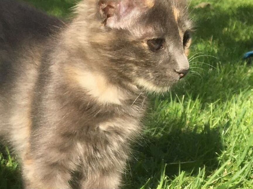 Котенок девочка 2,5 месяца
