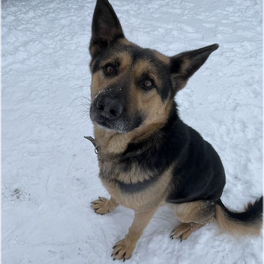 Немецкая овчарка в добрые руки