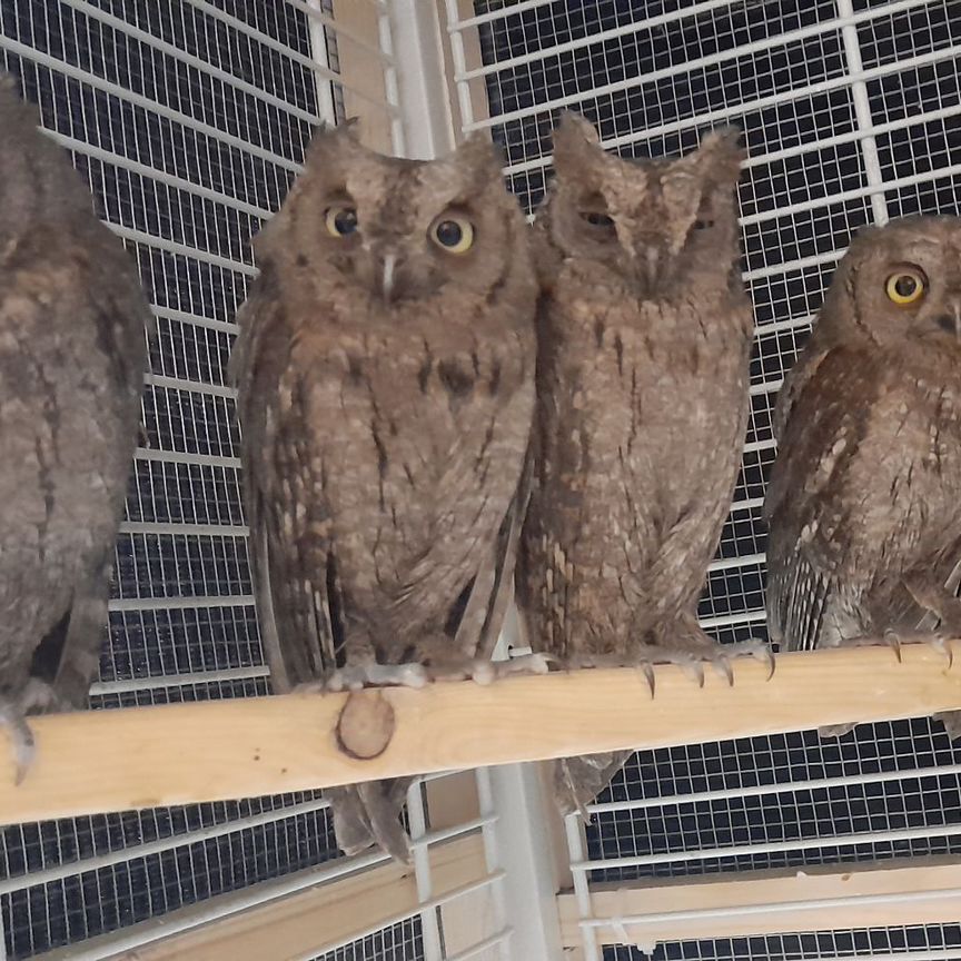 Сова сплюшка