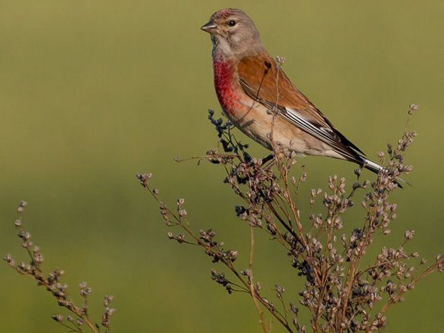 Продам репелов, авсянок, зябликов и щеглов