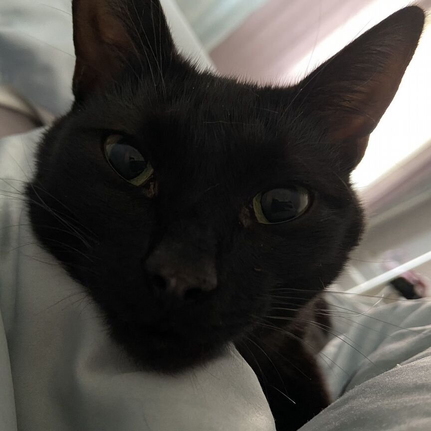 Взрослая, кошка в добрые руки