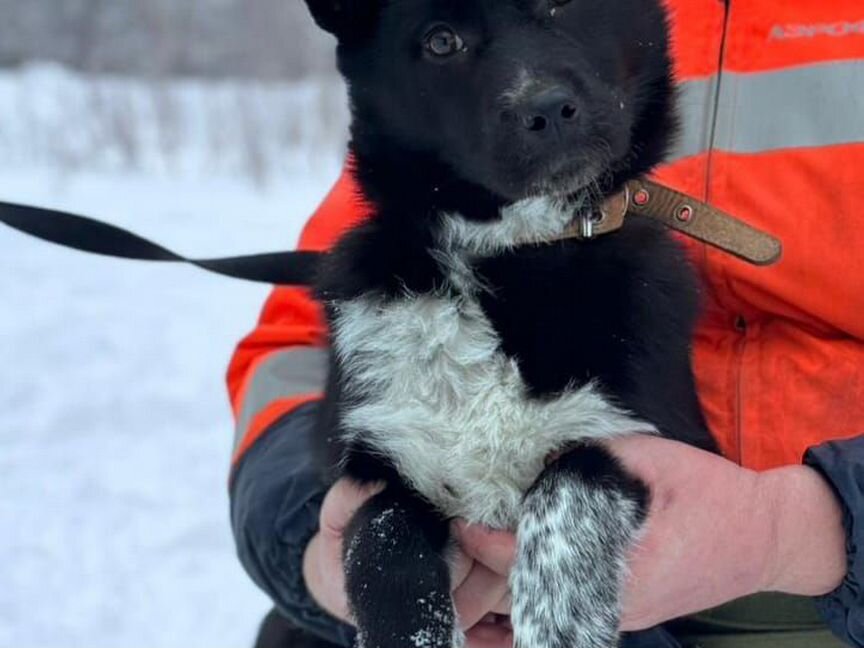 Контактная собака из приюта в добрые руки