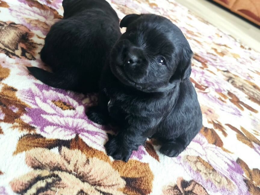 Щенки кокер спаниеля