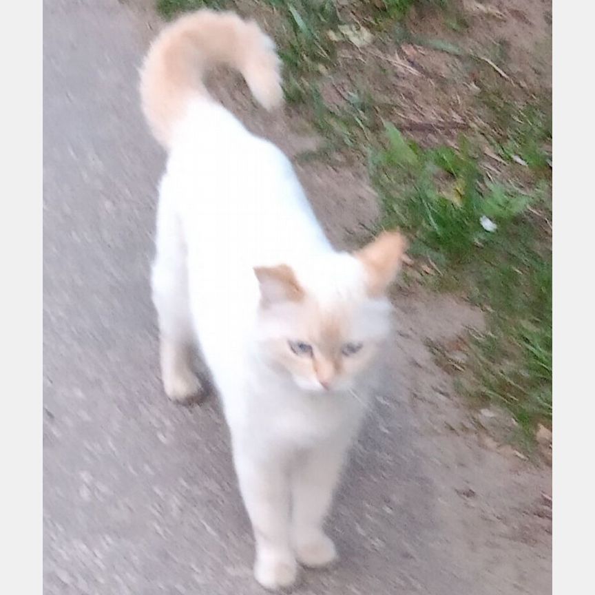 Кошки