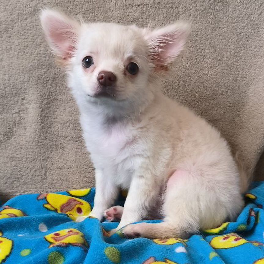 Чихуахуа мальчик светлый крем брюле