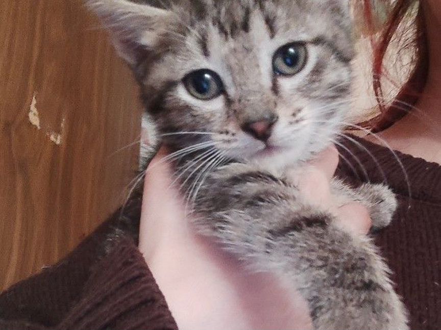 Кошечка бобтейл