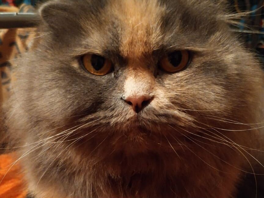 Кошка Шотландская вислоухая