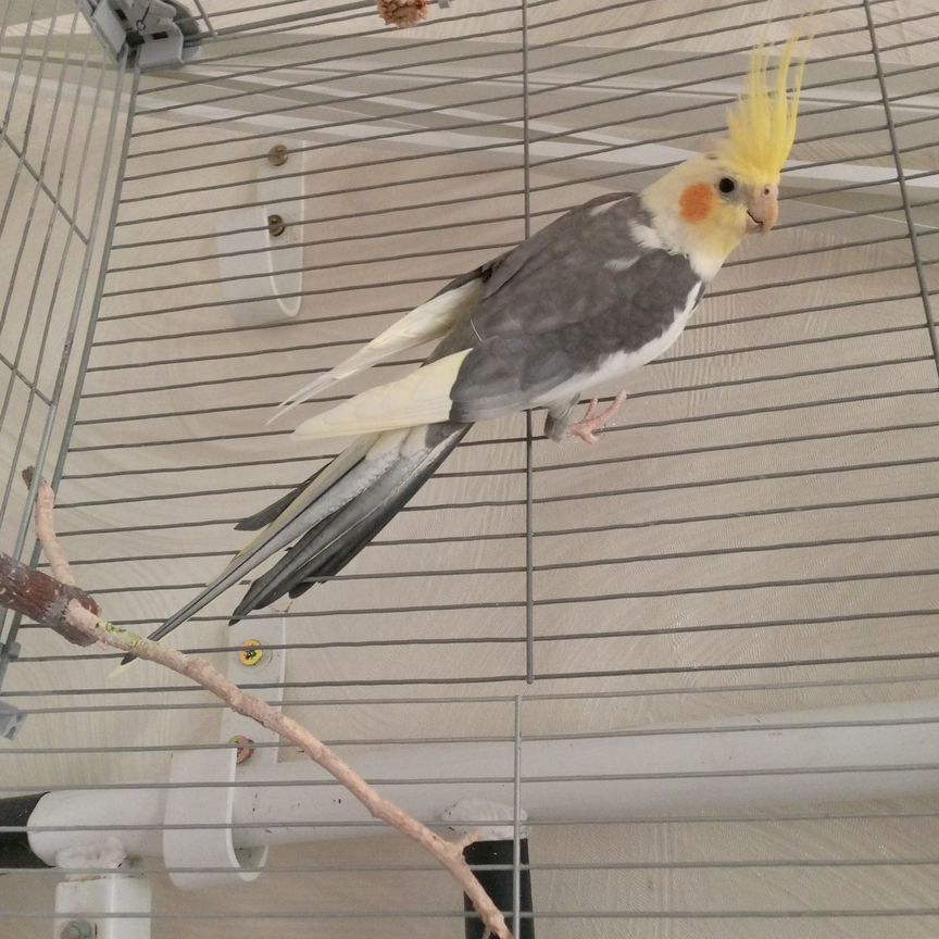 Попугай корелла с клеткой