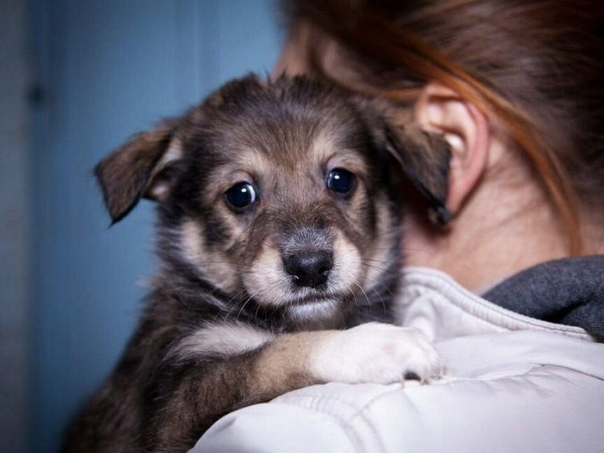 Щенки в добрые руки, в дар