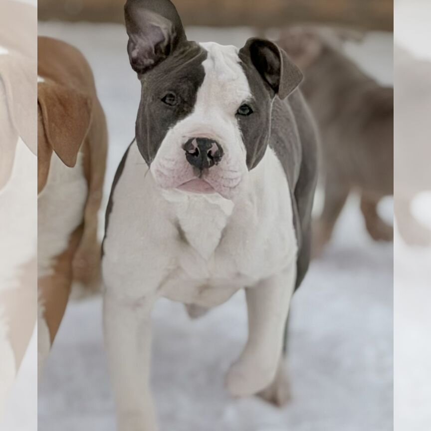 Американский стаффордширский терьер, щенок