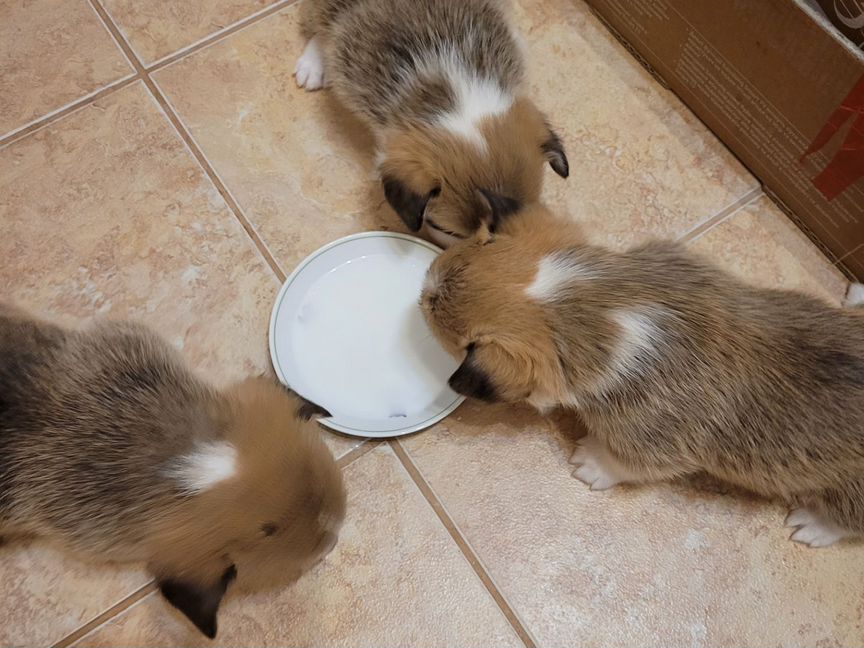 Вельш-корги пемброк