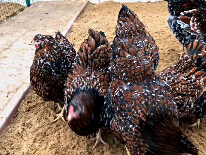 Породистые петушки