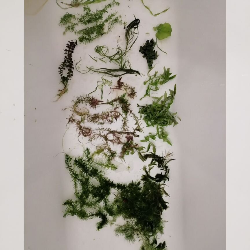 Аквариумная прополка