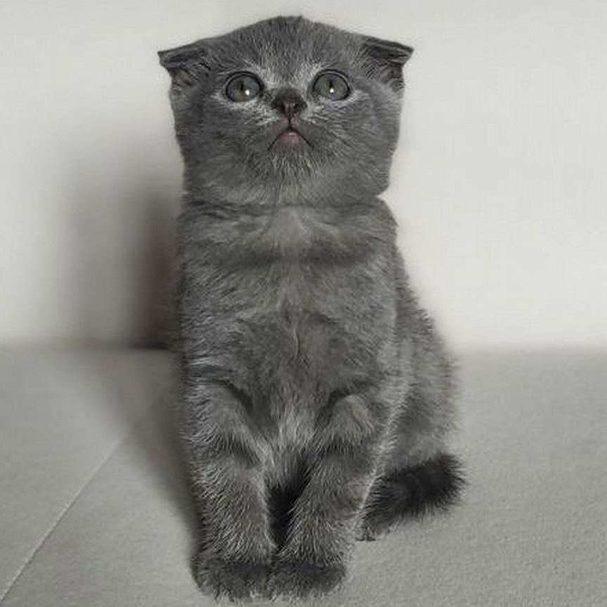 Шотландский вислоухий короткошёрстный котёнок