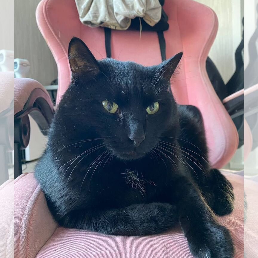 Взрослый кот в добрые руки