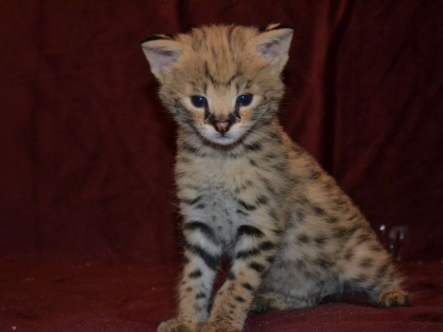 Саванна девочка