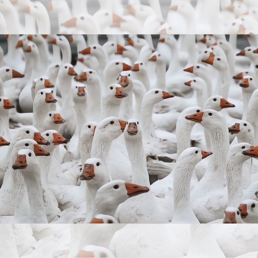 Гуси на мясо, на развод, на яйцо