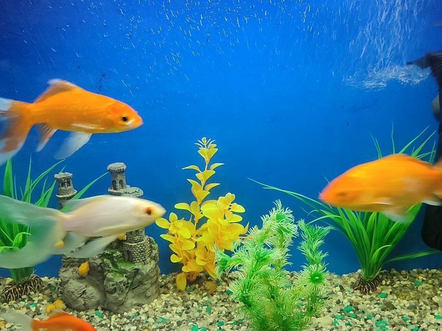 Аквариумные рыбки